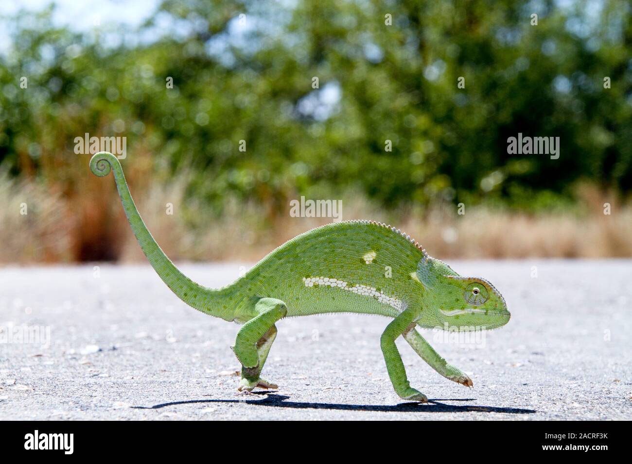 Flap-necked chameleon crossing a road. The flap-necked chameleon ...
