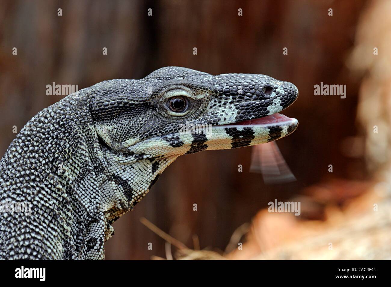 Lace monitor lizard flicking its tongue. Lace monitors (Varanus varius ...