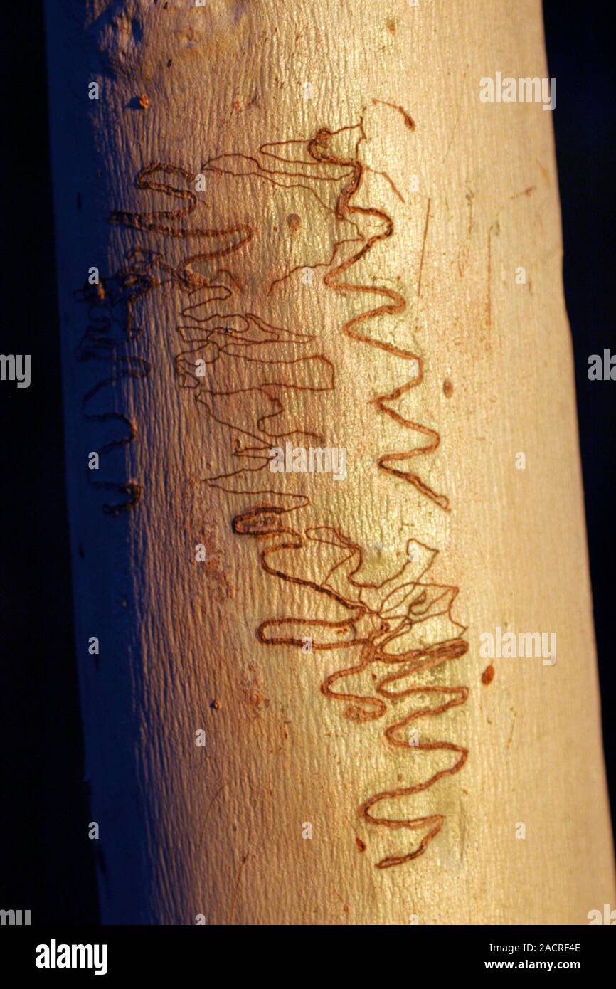Scribbly gum bug markings on a tree. Markings made by the larva of a ...