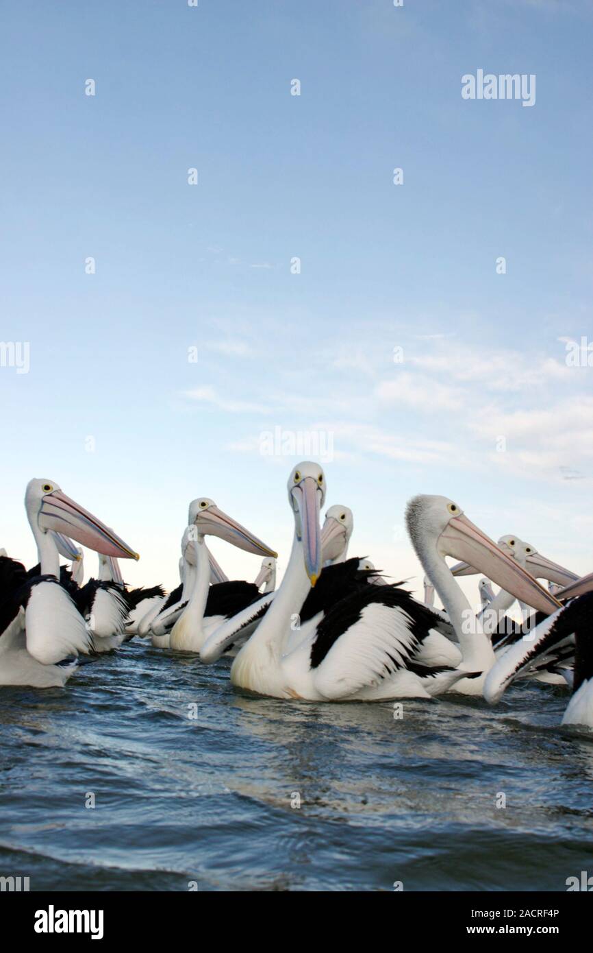 Australian pelicans on water. The Australian pelican (Pelecanus ...
