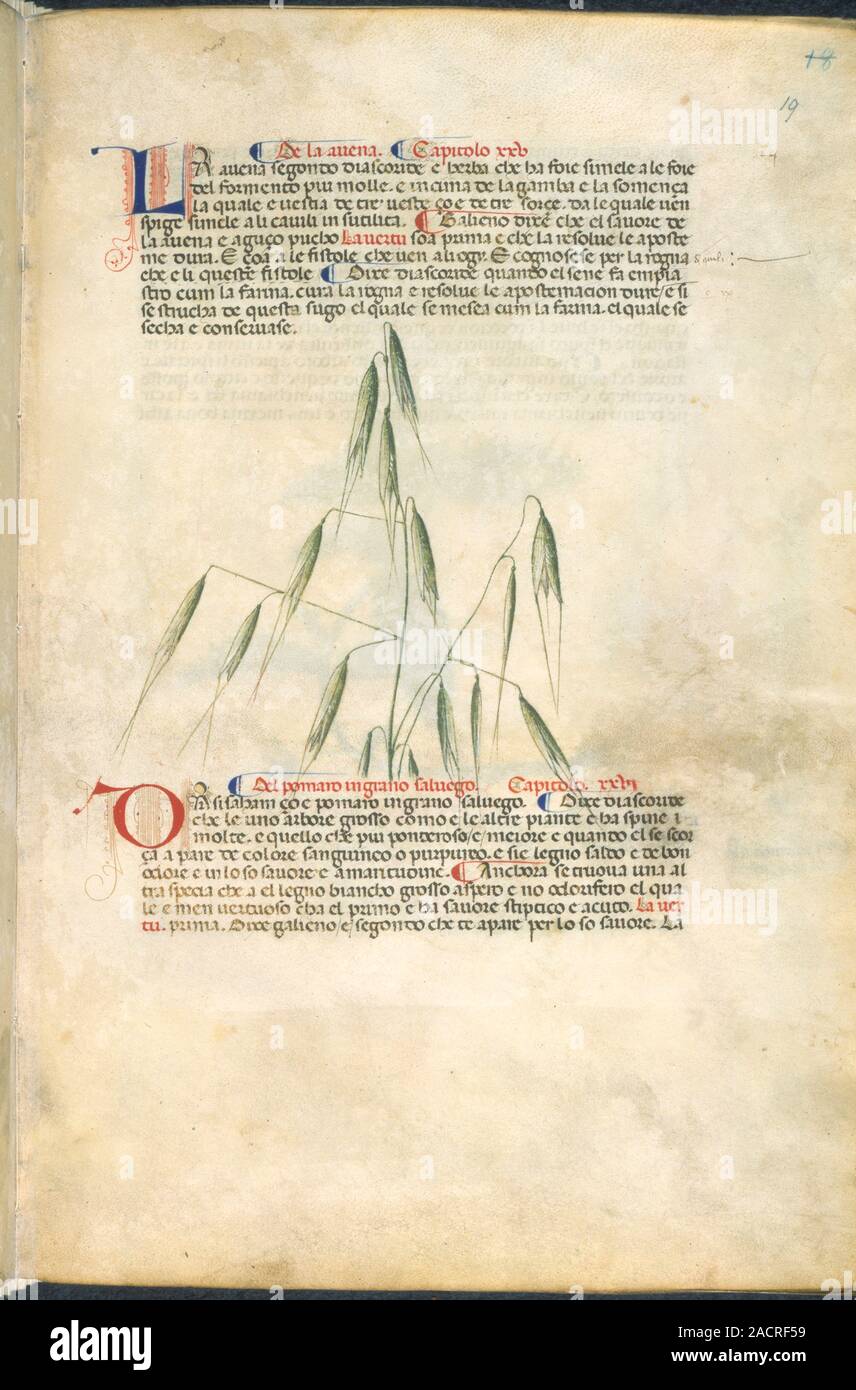 Oats, (Whole folio) Oats; text above and below. Image taken from ...