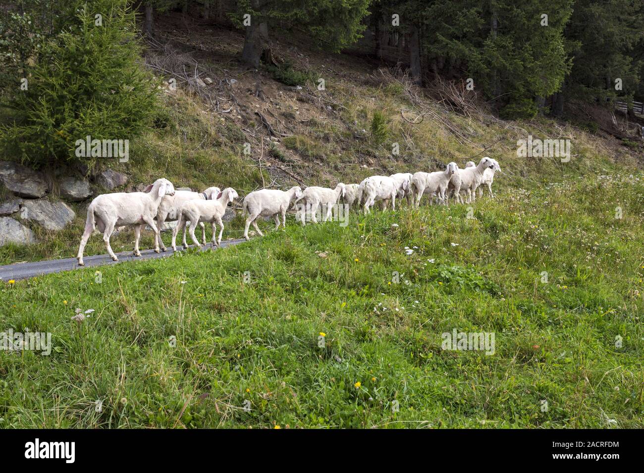 Small flock of sheep in South Tyrol Stock Photo - Alamy