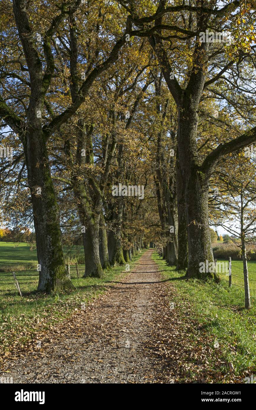 Tree-lined avenue in autumn Stock Photo - Alamy