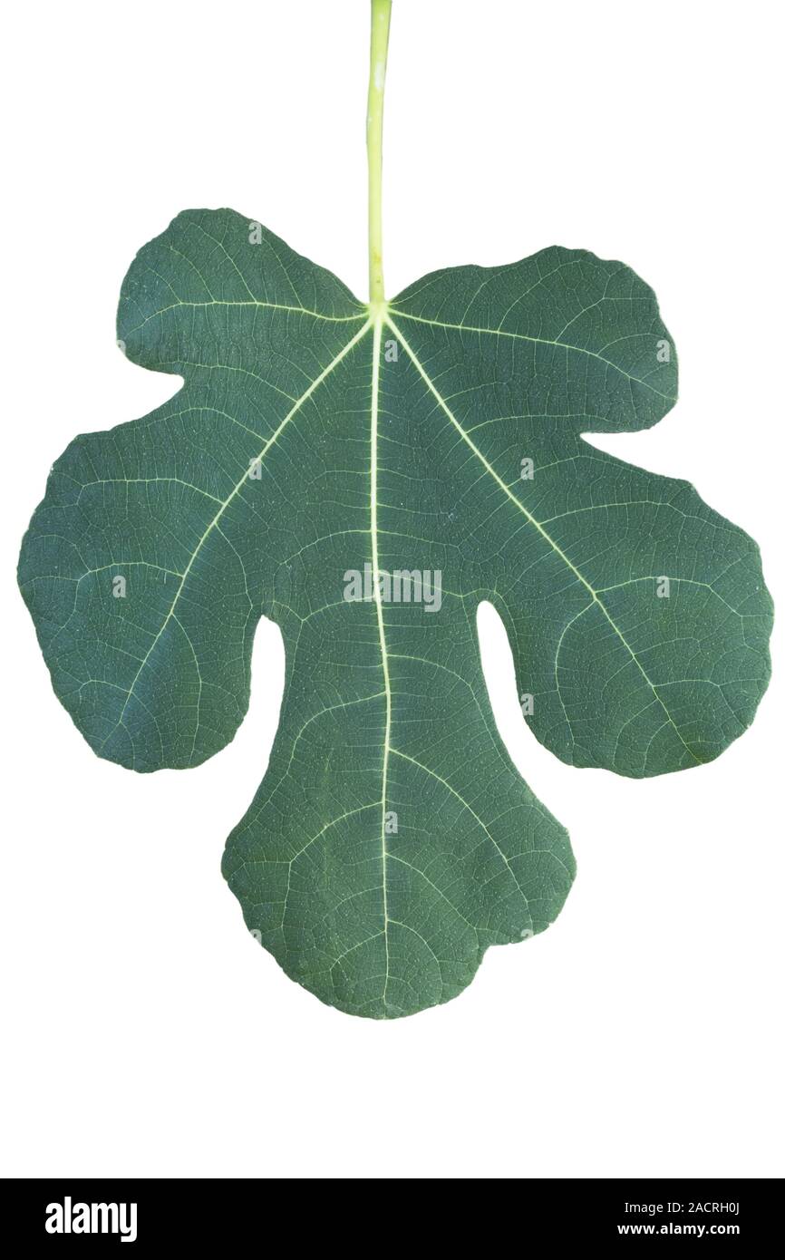 Fig Leaf Shape High Resolution Stock Photography and Images - Alamy