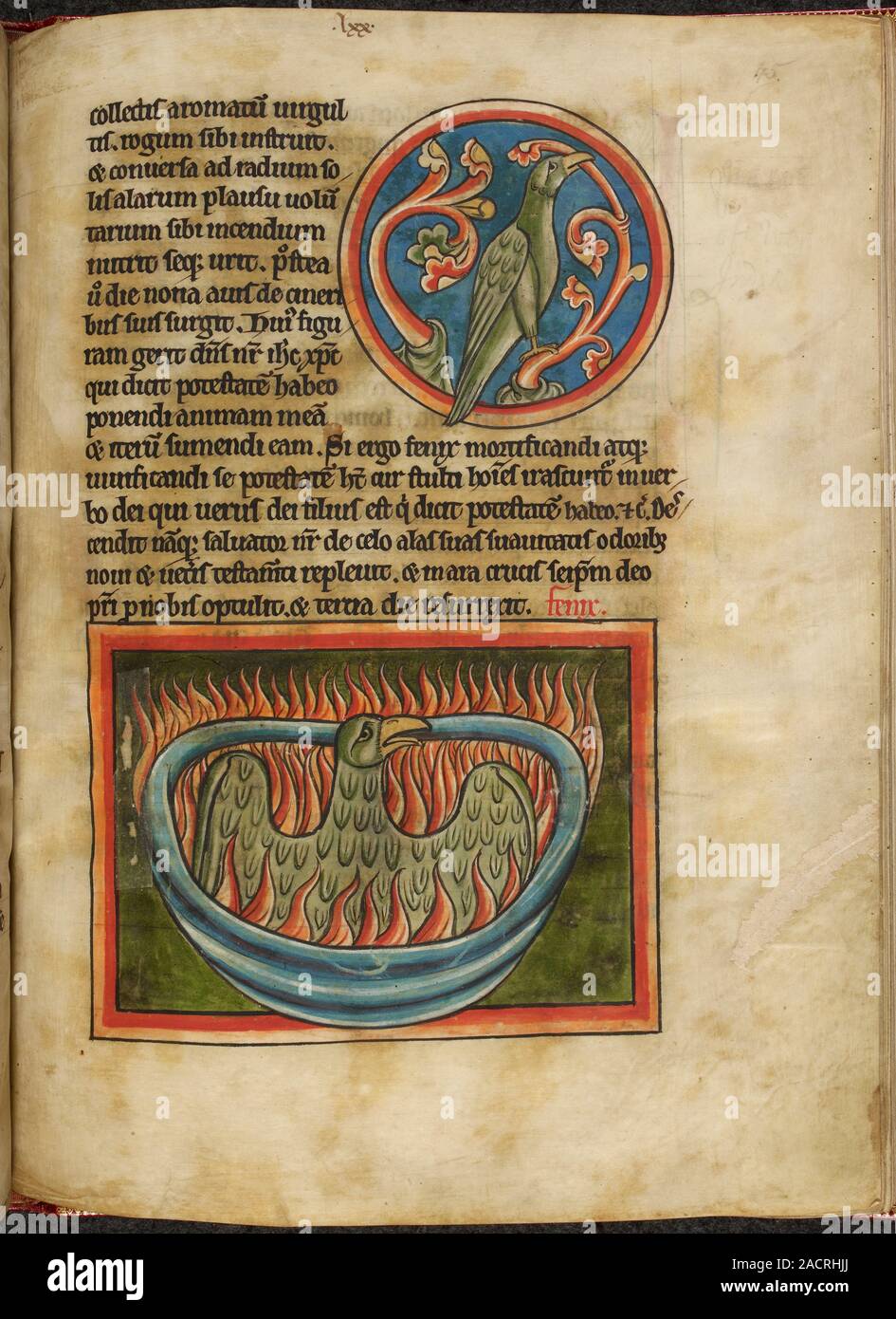 Phoenix burns and is resurrected, (Whole folio) Two illustrations of ...