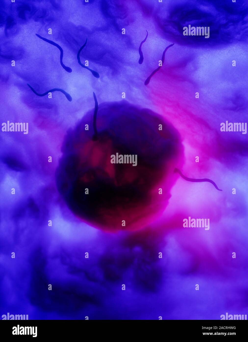 Sperm cell fertilising an ovum, artwork. Each sperm (spermatozoan ...