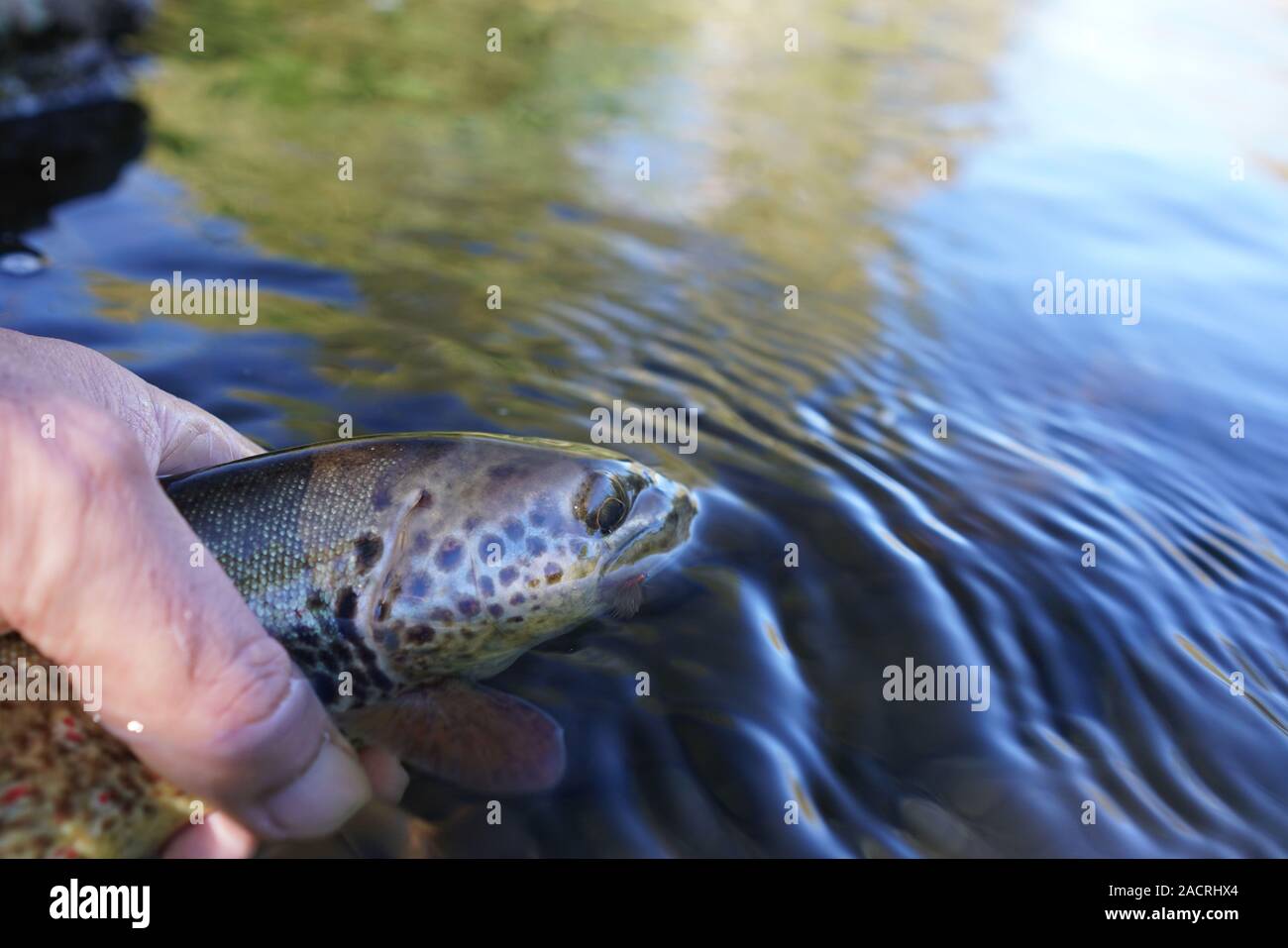 taking a big brown trout in the fly Stock Photo - Alamy