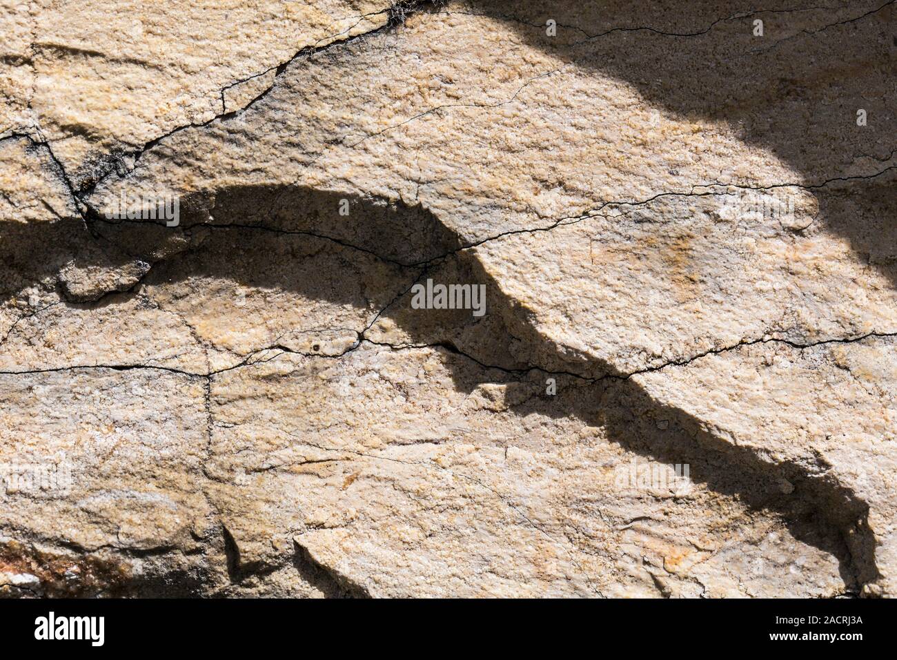 Limestone, close-up. This calcareous sedimentary rock, here beige ...
