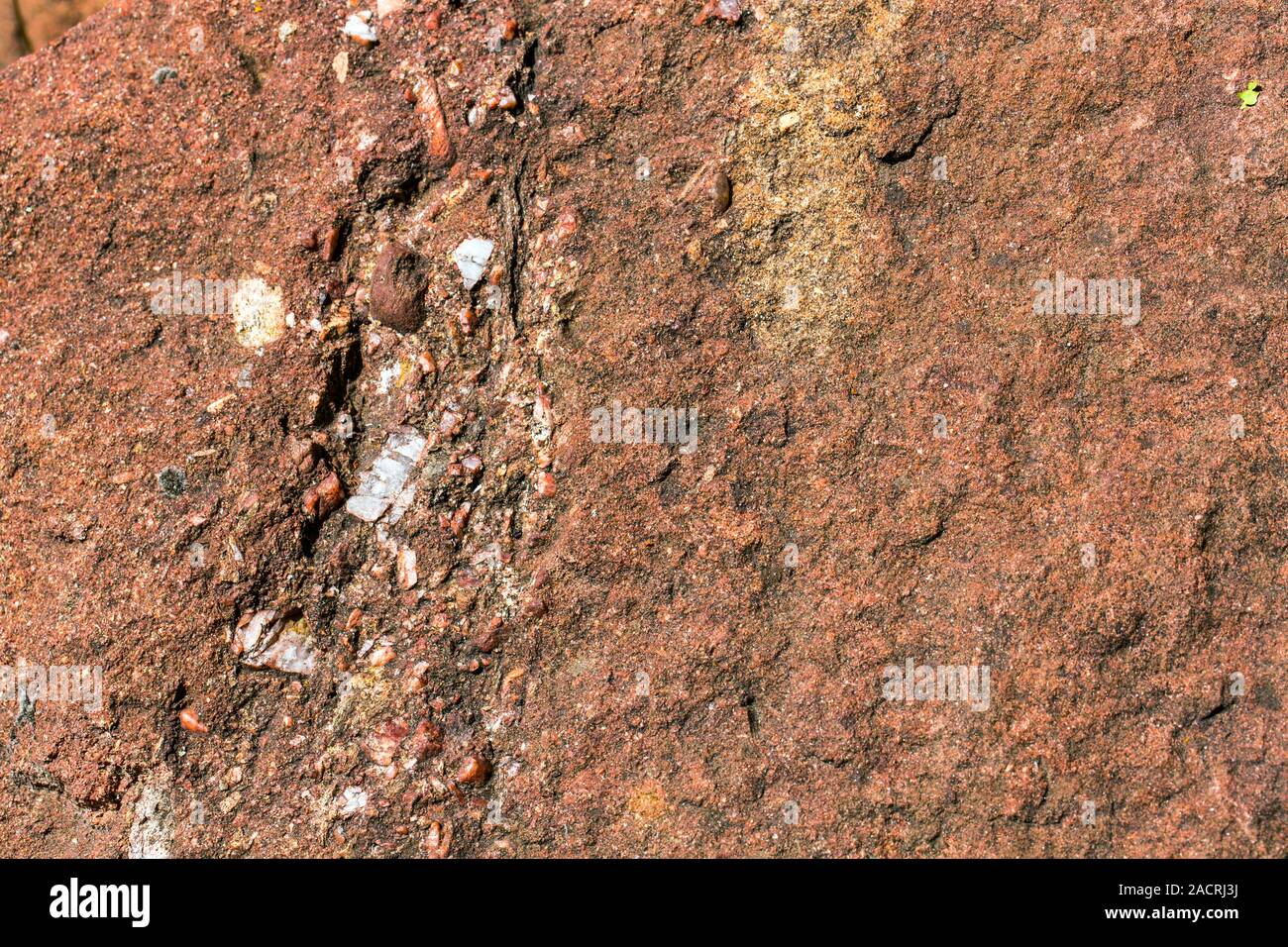 Red sandstone, close-up. This quartzose (quartz-containing) sand ...