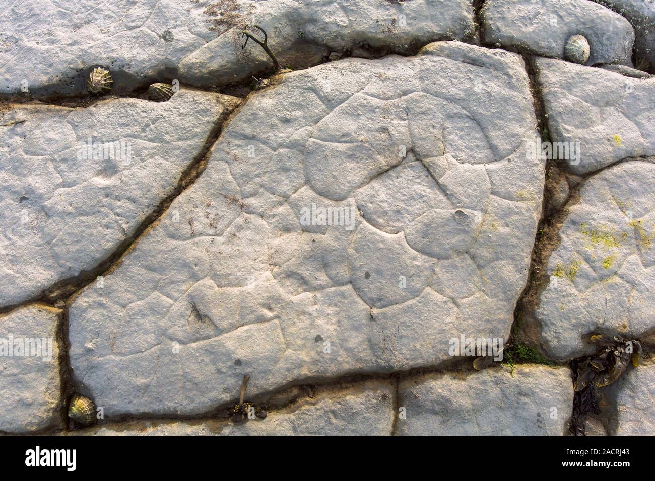 Limestone platform, close-up. Limestone forms in blocks, with level ...
