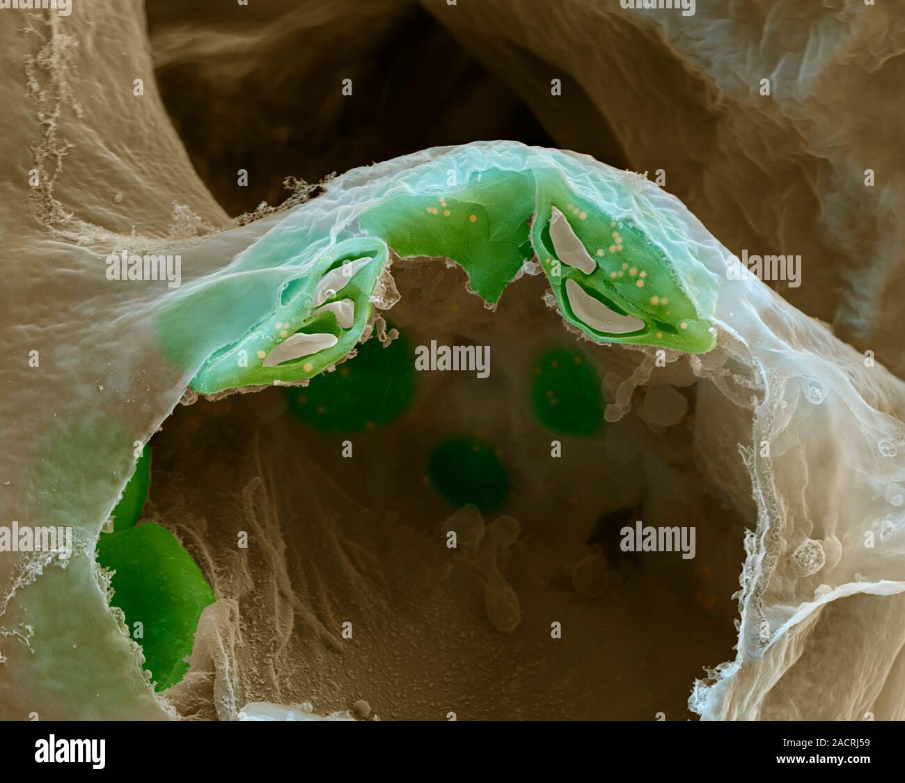 Chloroplast. Coloured scanning electron micrograph (SEM) of a freeze ...