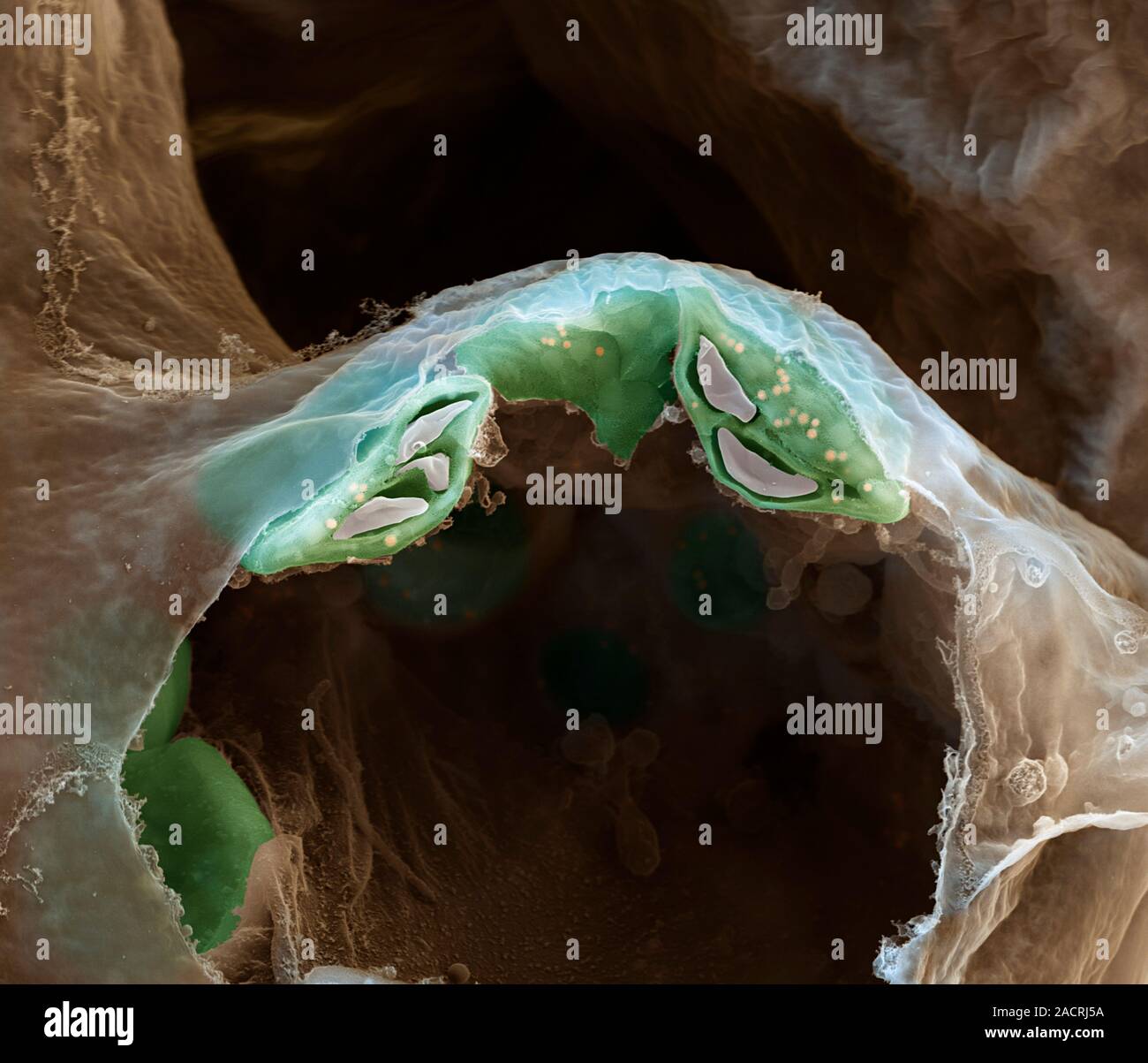 Chloroplast. Coloured scanning electron micrograph (SEM) of a freeze ...
