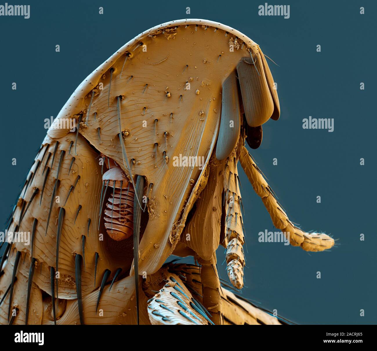 Bat flea. Coloured scanning electron micrograph (SEM) of the head of an ...