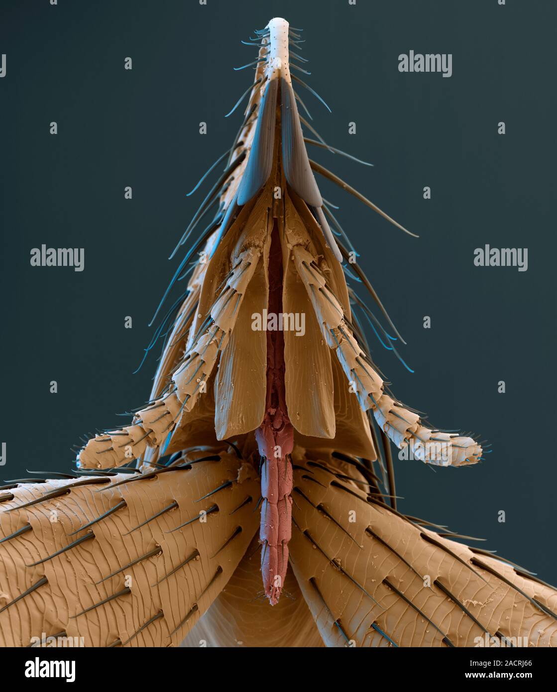 Bat flea. Coloured scanning electron micrograph (SEM) of the underside ...