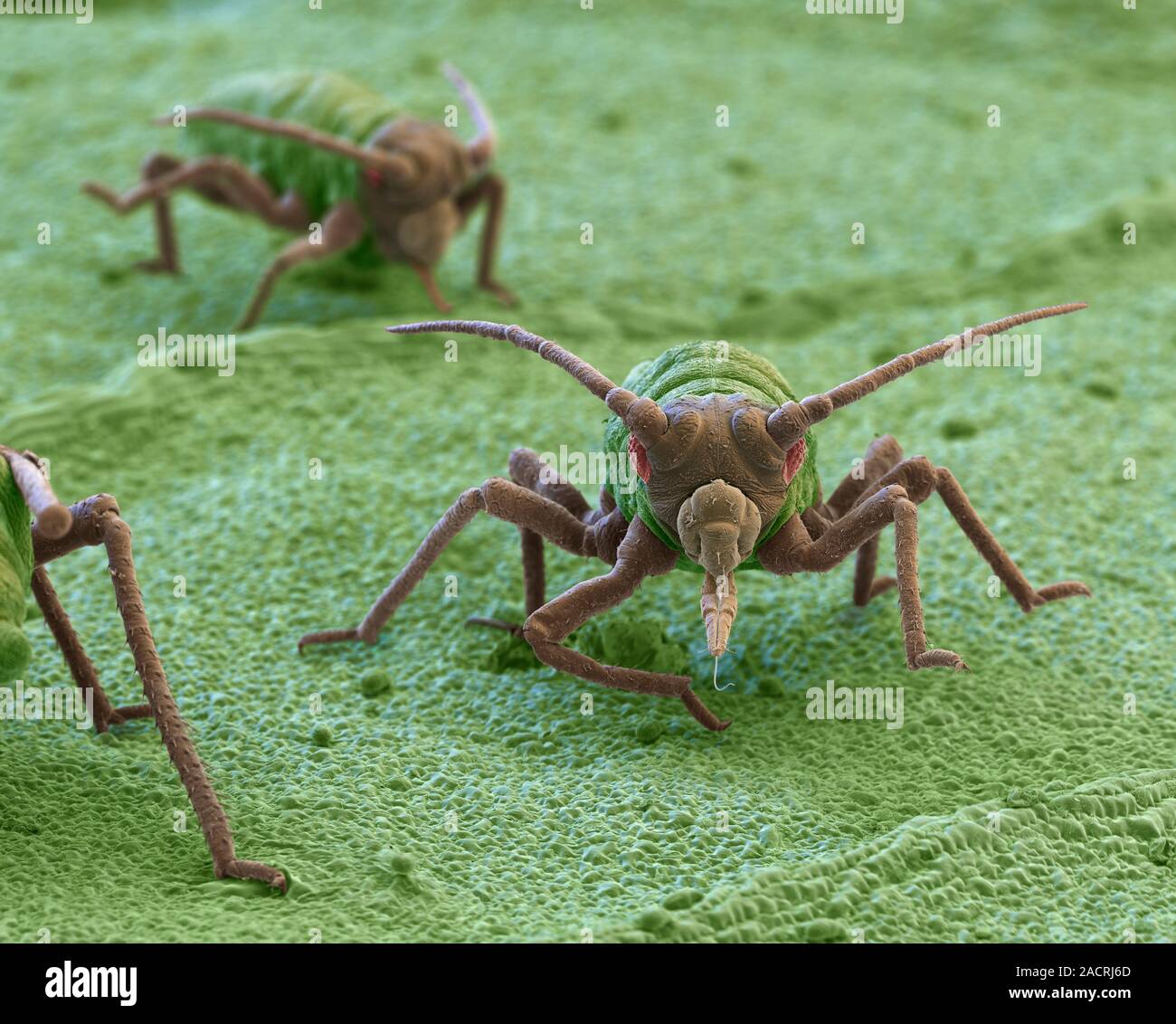 Aphids feeding, coloured scanning electron micrograph (SEM). Aphids ...