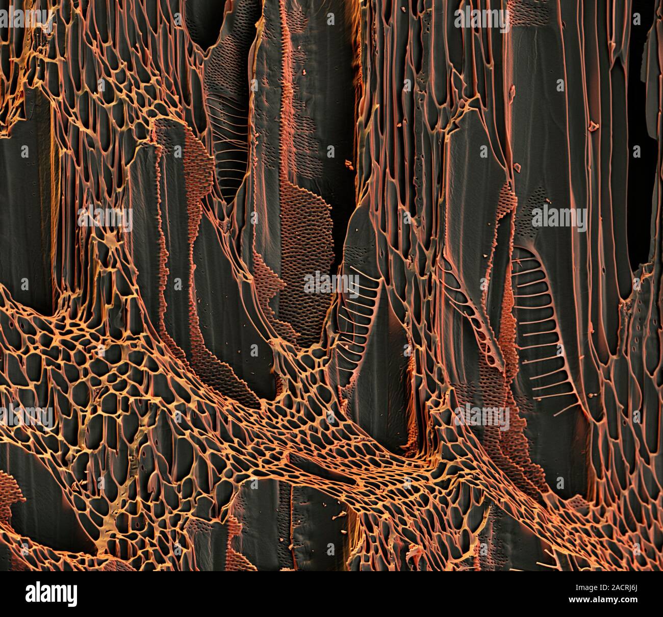 Charcoal. Coloured scanning electron micrograph (SEM) of a section ...