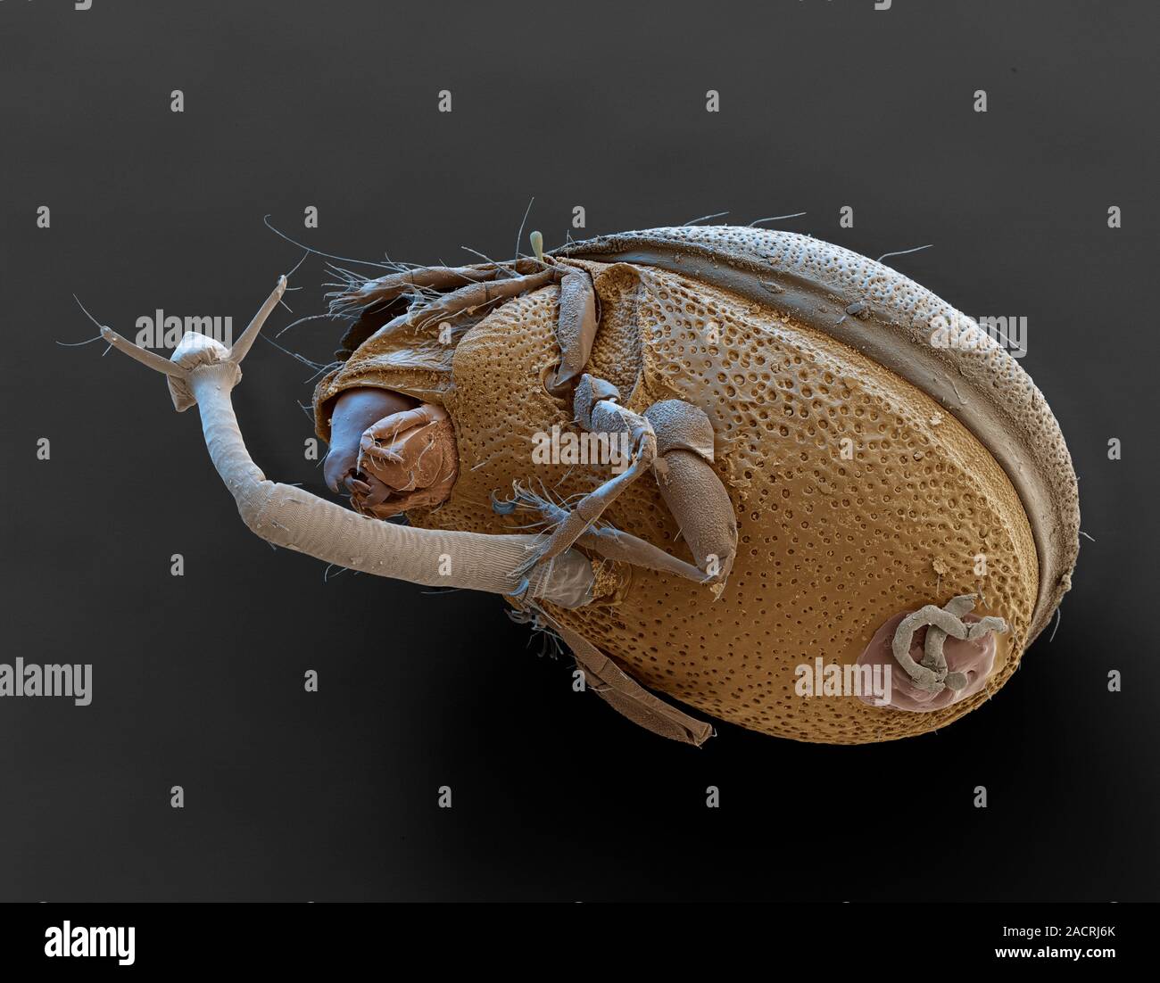 Female moss mite. Coloured scanning electron micrograph (SEM) of a ...