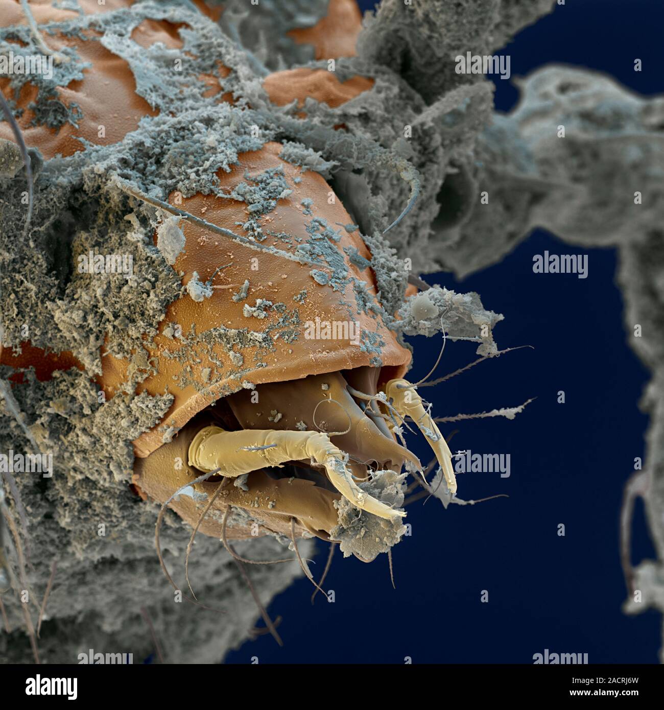 Moss mite. Coloured scanning electron micrograph (SEM) of a moss mite ...