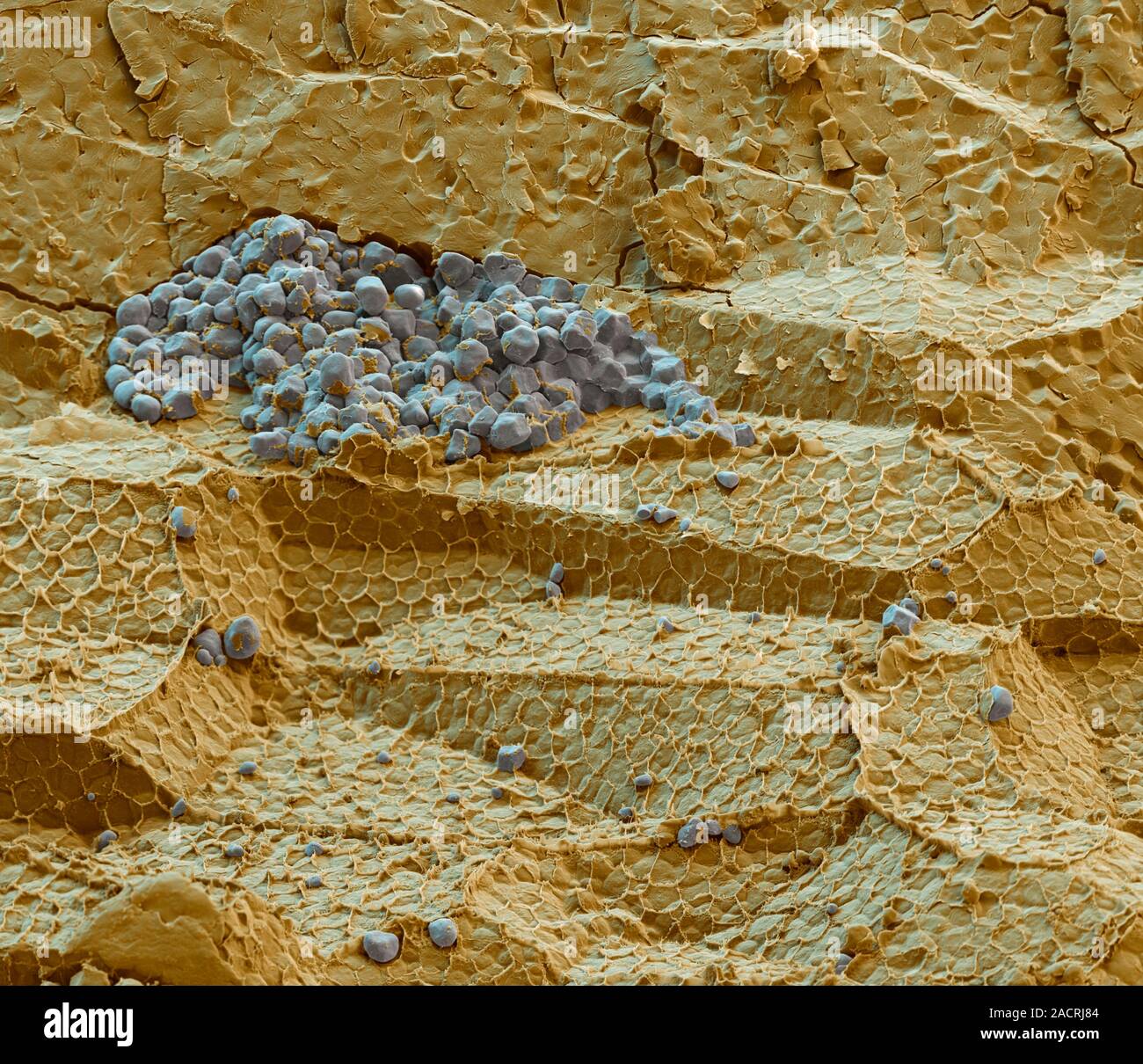 Maize (Zea mays) grain, coloured scanning electron micrograph (SEM ...