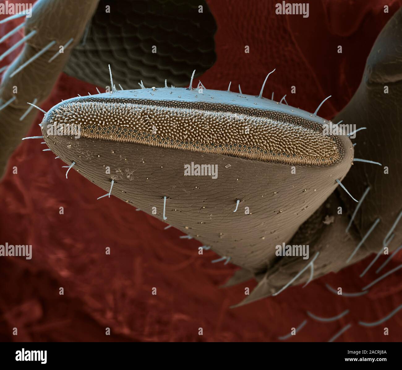Maxillary palp. Coloured scanning electron micrograph (SEM) of a ...