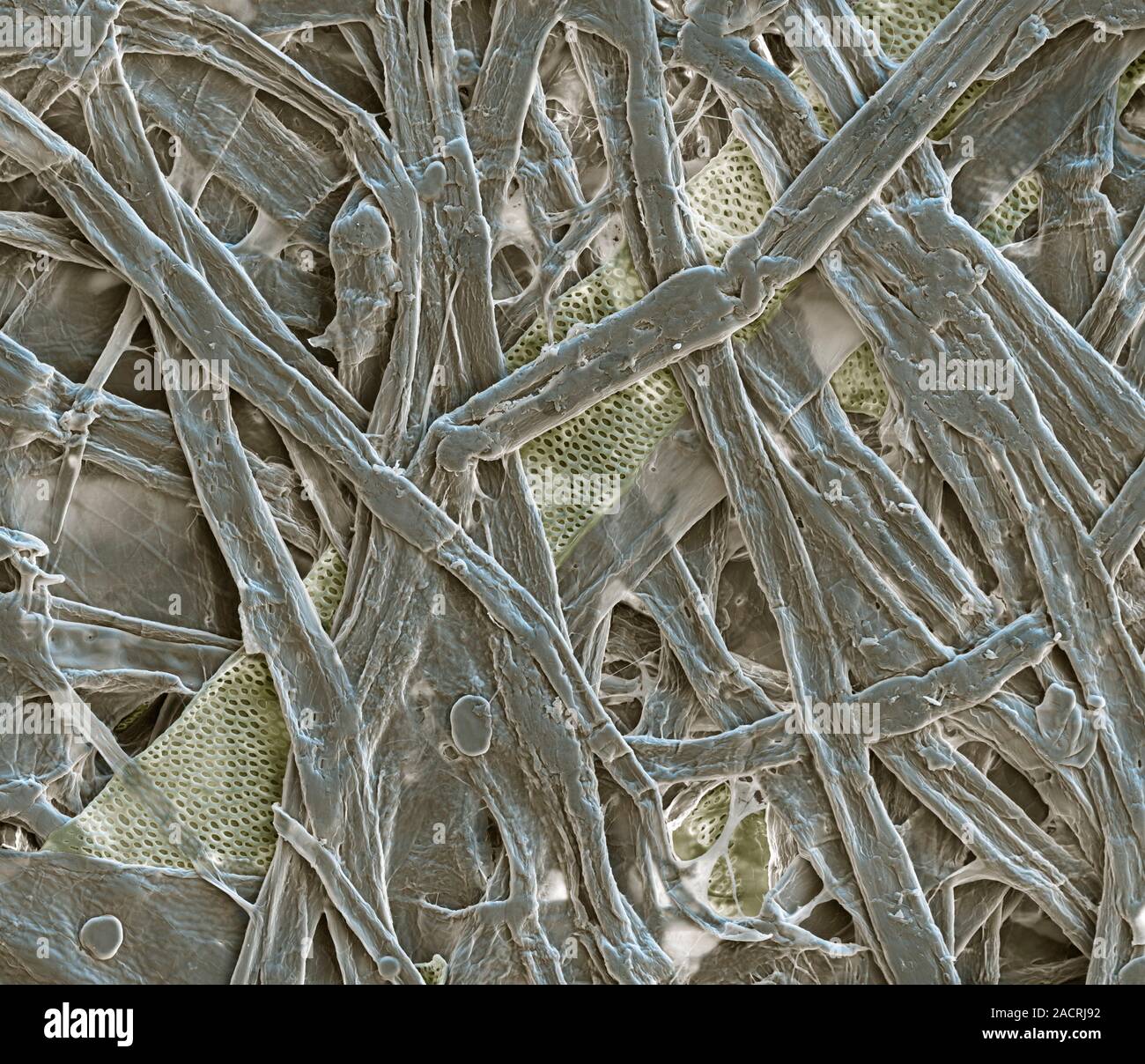 Paper, coloured scanning electron micrograph (SEM). Paper mostly ...