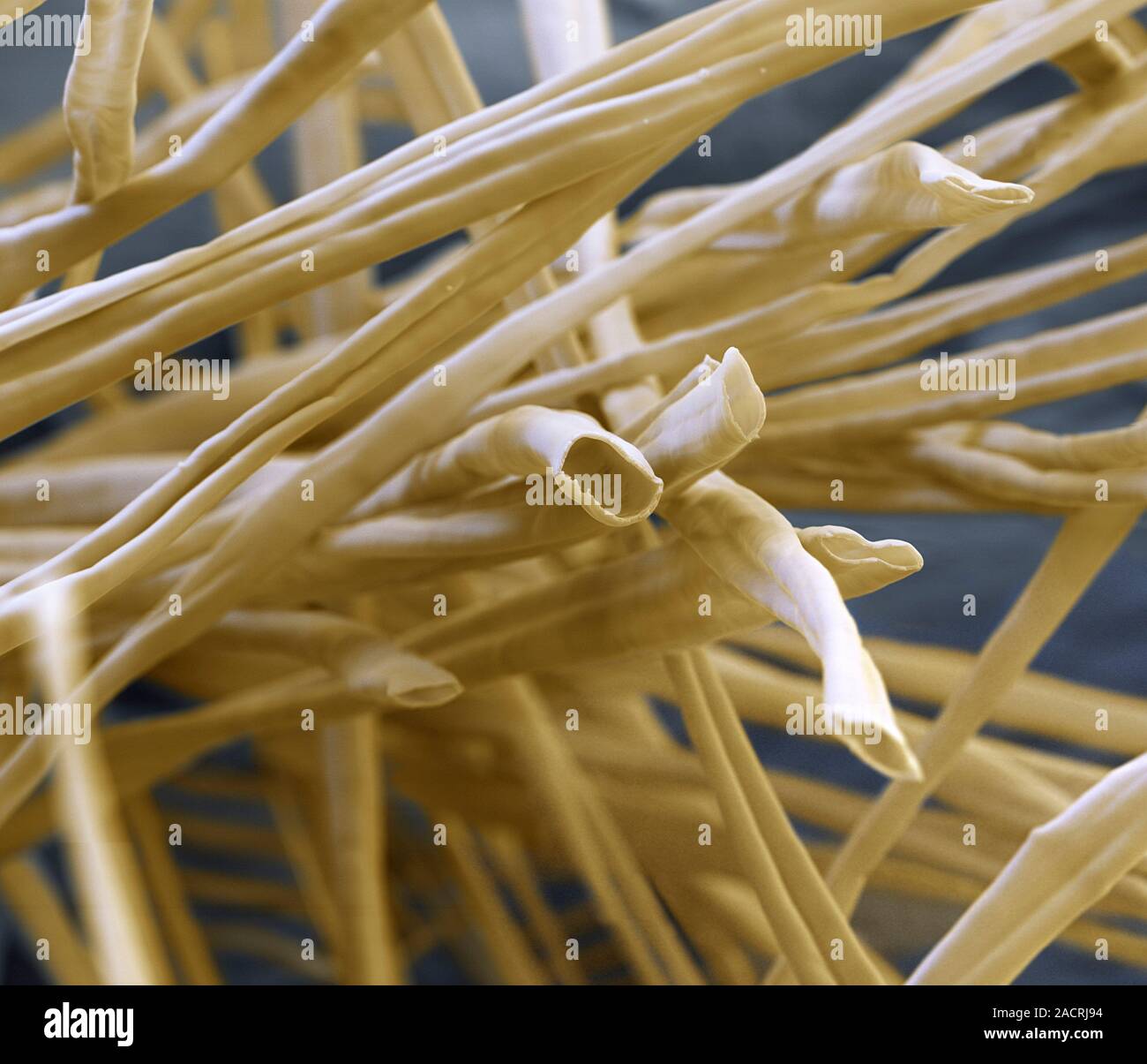 Poplar (Populus sp.) seed fibres, coloured scanning electron micrograph ...