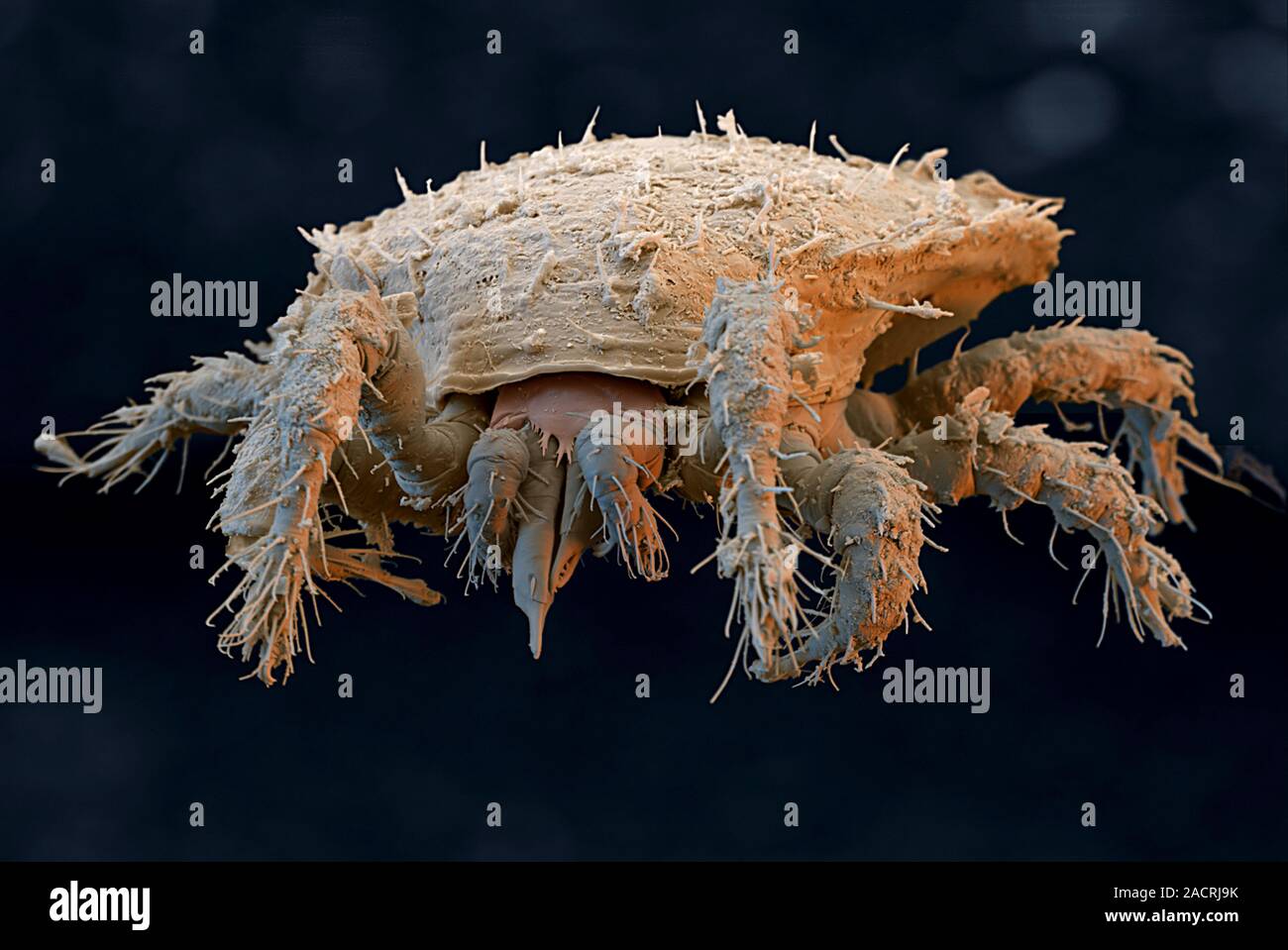 Predatory mite (superfamily Gamasida), coloured scanning electron ...