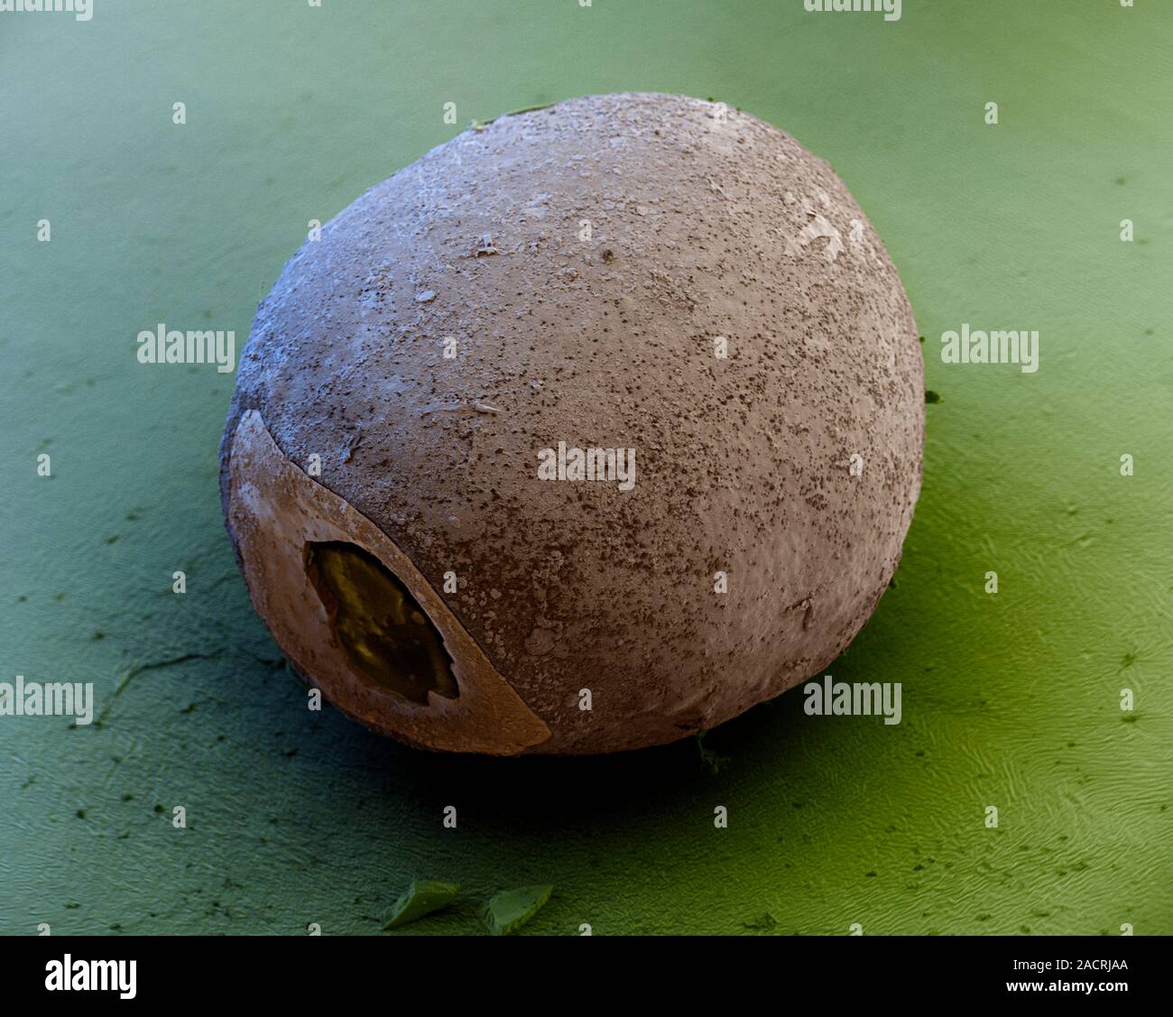 Indian stick insect (Carausius morosus) egg case, coloured scanning ...