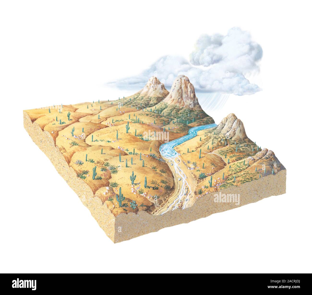 Desert flash flood. Block artwork showing how desert areas that go for ...