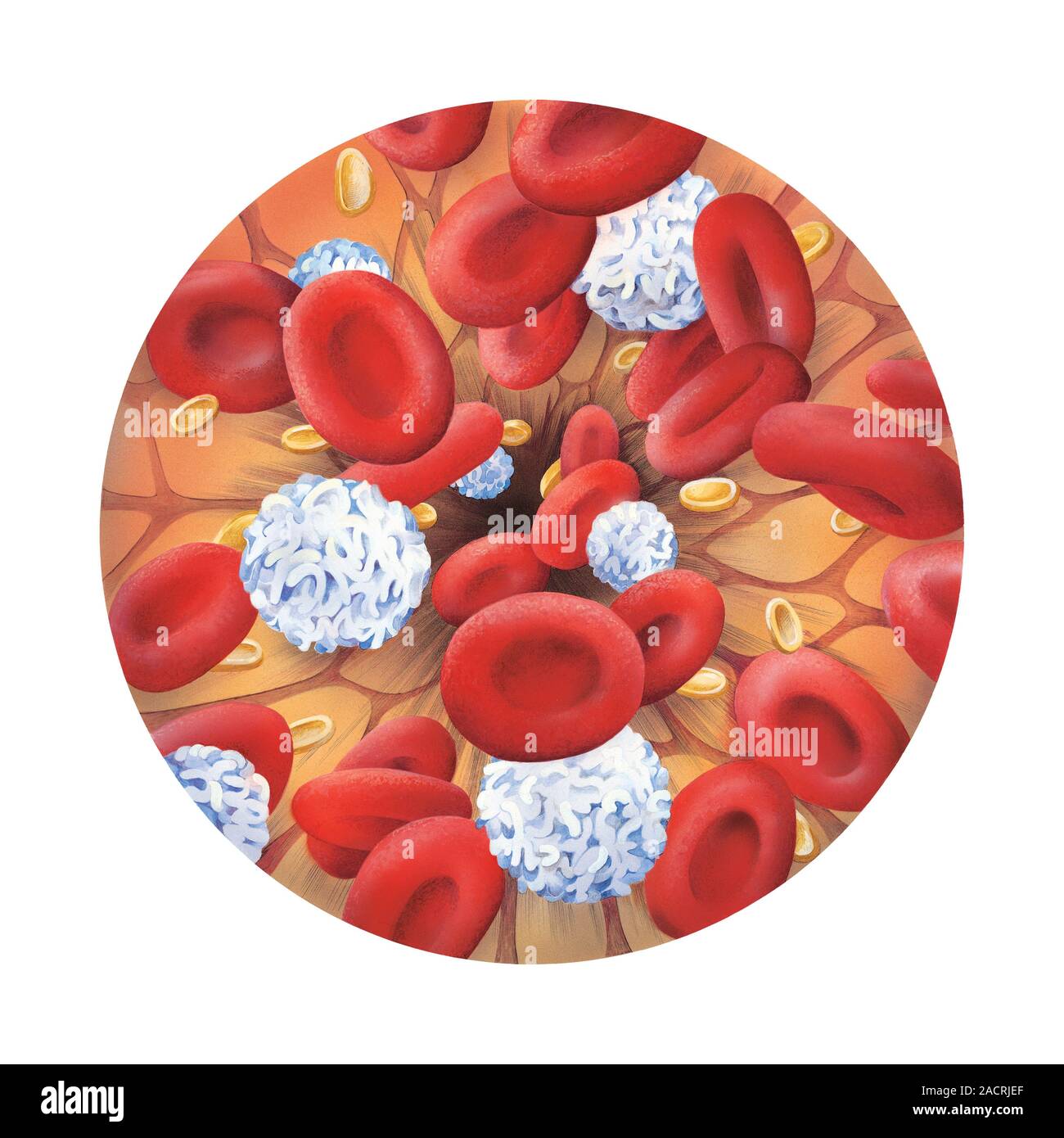 Blood cells in a capillary, artwork. Red blood cells (erythrocytes, red ...