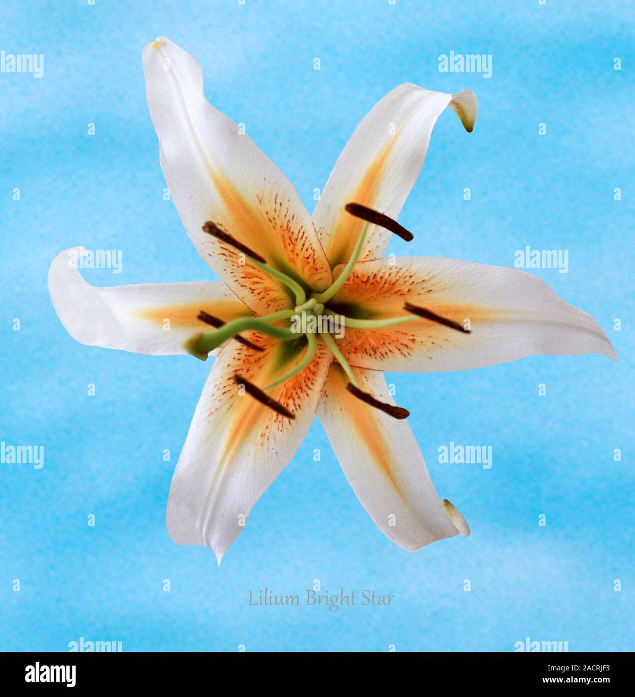 Lily (Lilium 'Bright Star') flower Stock Photo - Alamy