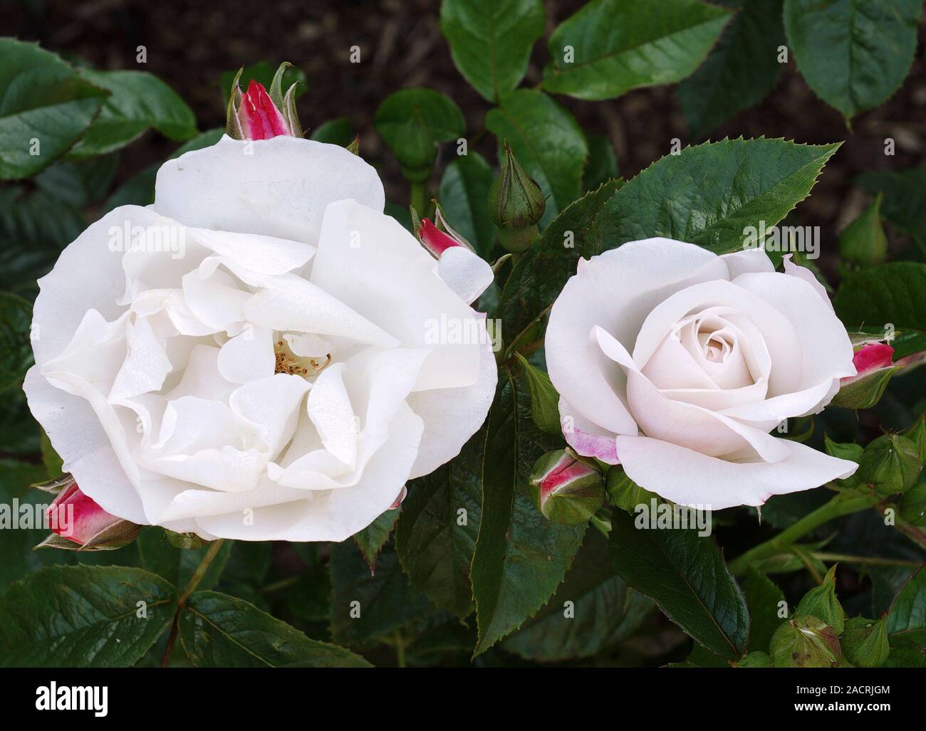 Rose (Rosa 'Pearl Drift') flowering in summer Stock Photo - Alamy