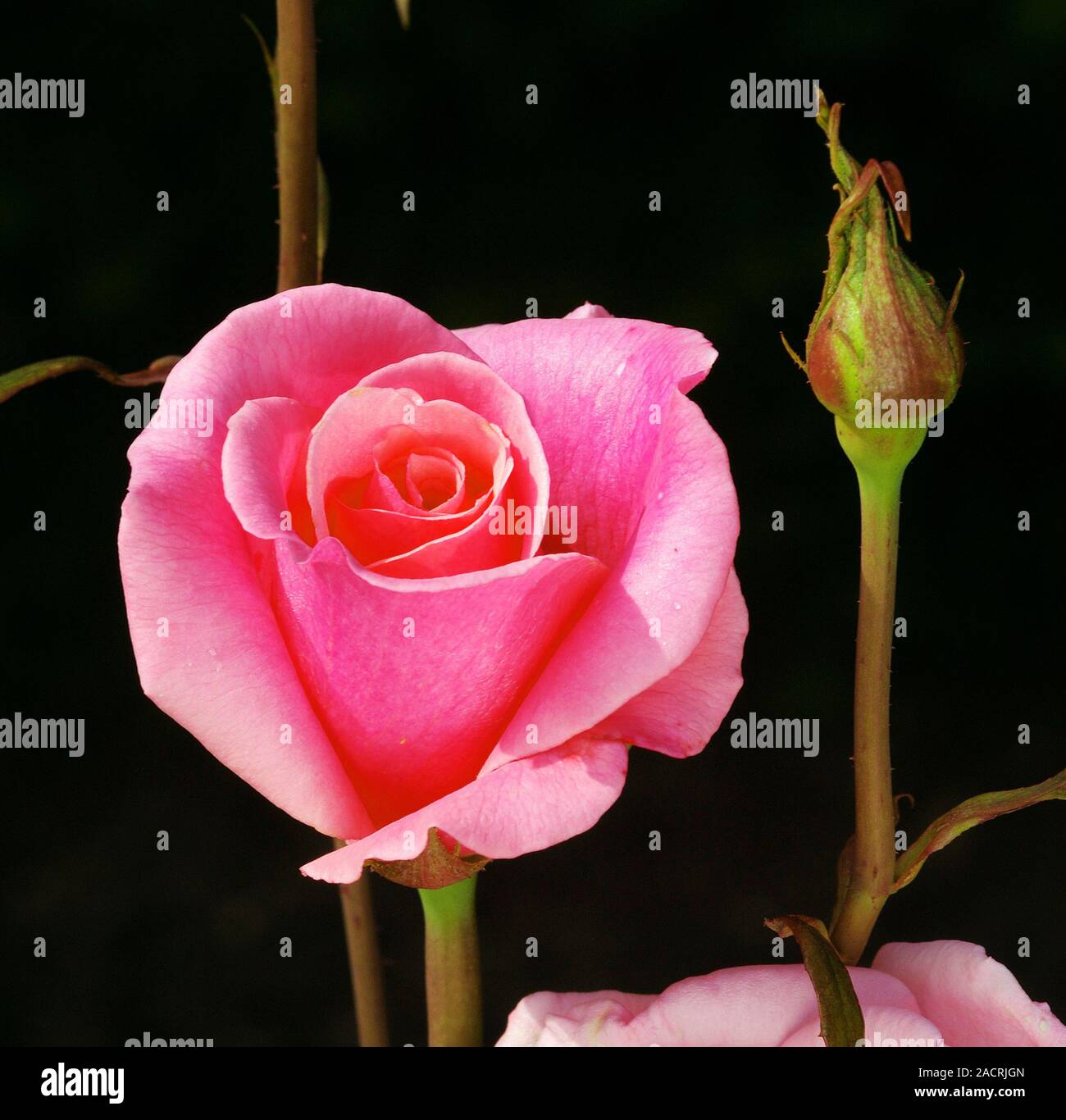 Rose (Rosa 'Prima Ballerina') flowering in summer Stock Photo - Alamy