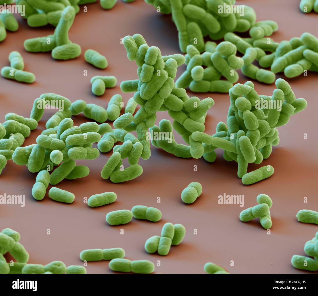 Unicellular Cyanobacteria