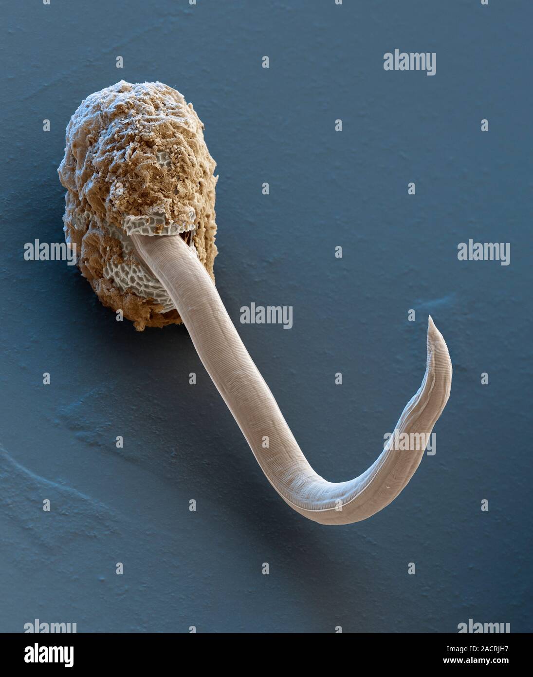 Dog roundworm (Toxocara canis) larva hatching from its egg, coloured ...
