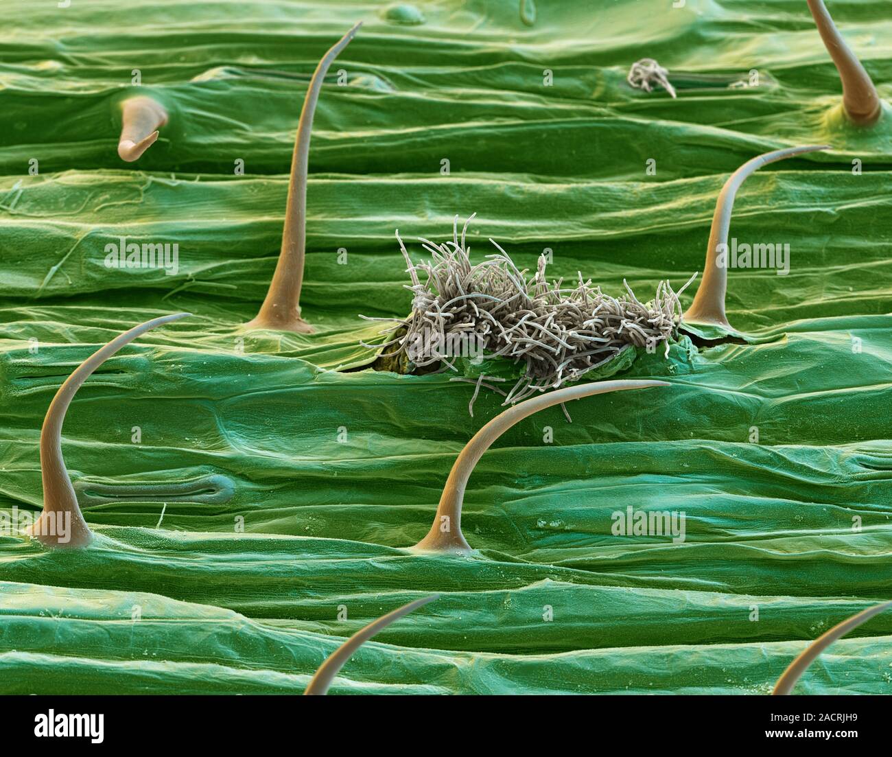Septoria leaf blotch infection. Coloured scanning electron micrograph ...