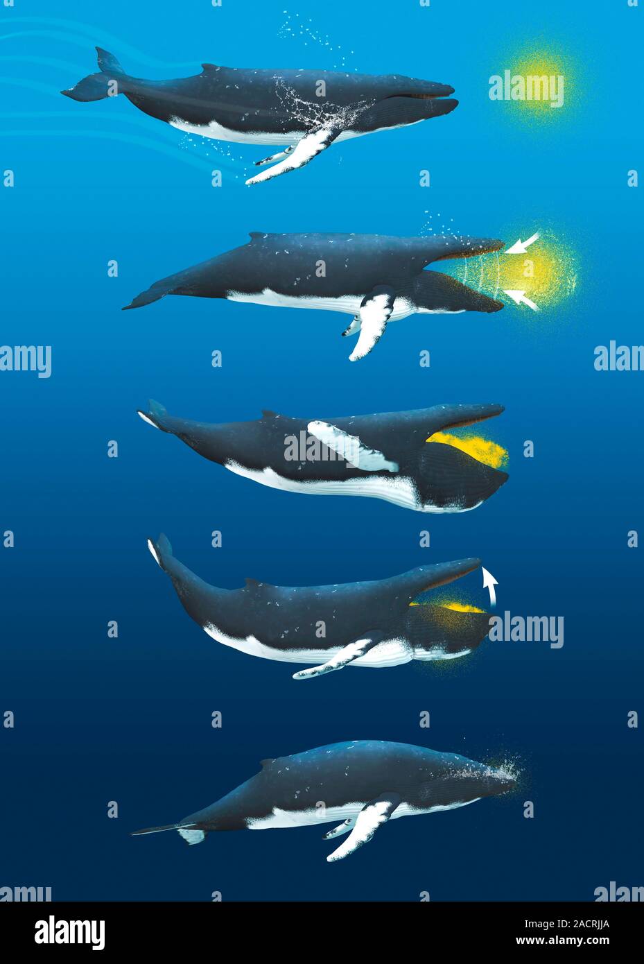 Blue whale feeding. Artwork sequence showing how a baleen whale such as ...