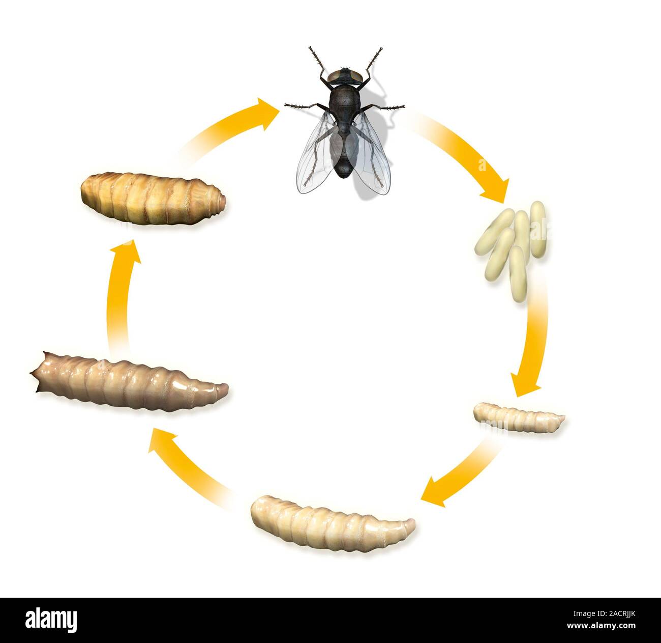 Fly life cycle. Diagram and artworks showing the stages in the life ...