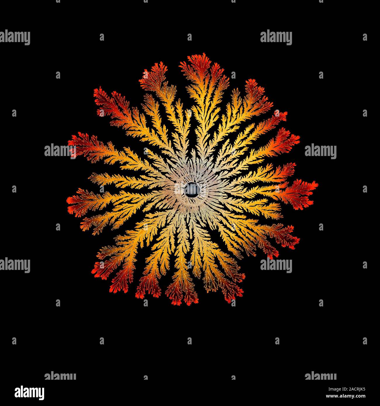Bacterial pattern in petri dish. Macrophotograph of a coloured pattern ...