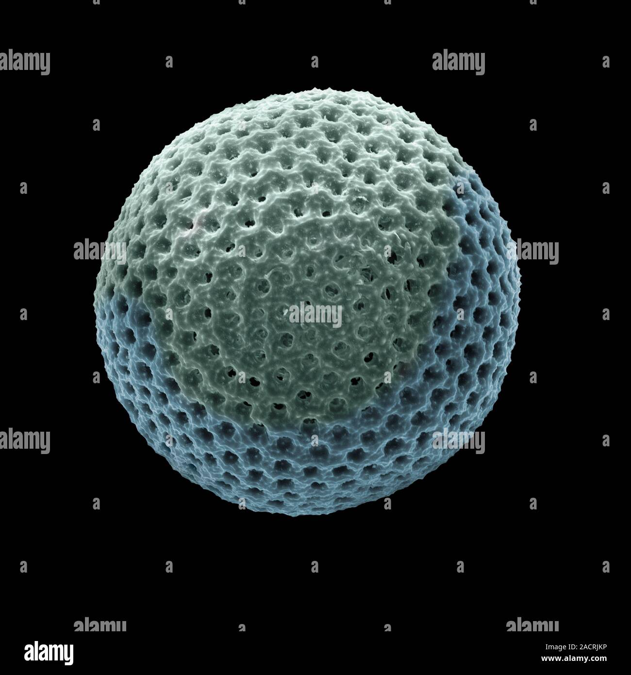 Foraminiferan shell, coloured scanning electron micrograph (SEM ...