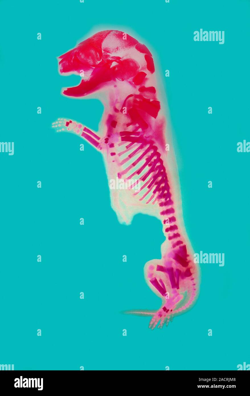 Mouse embryo. Macrophotograph of a prepared specimen of a mouse embryo ...