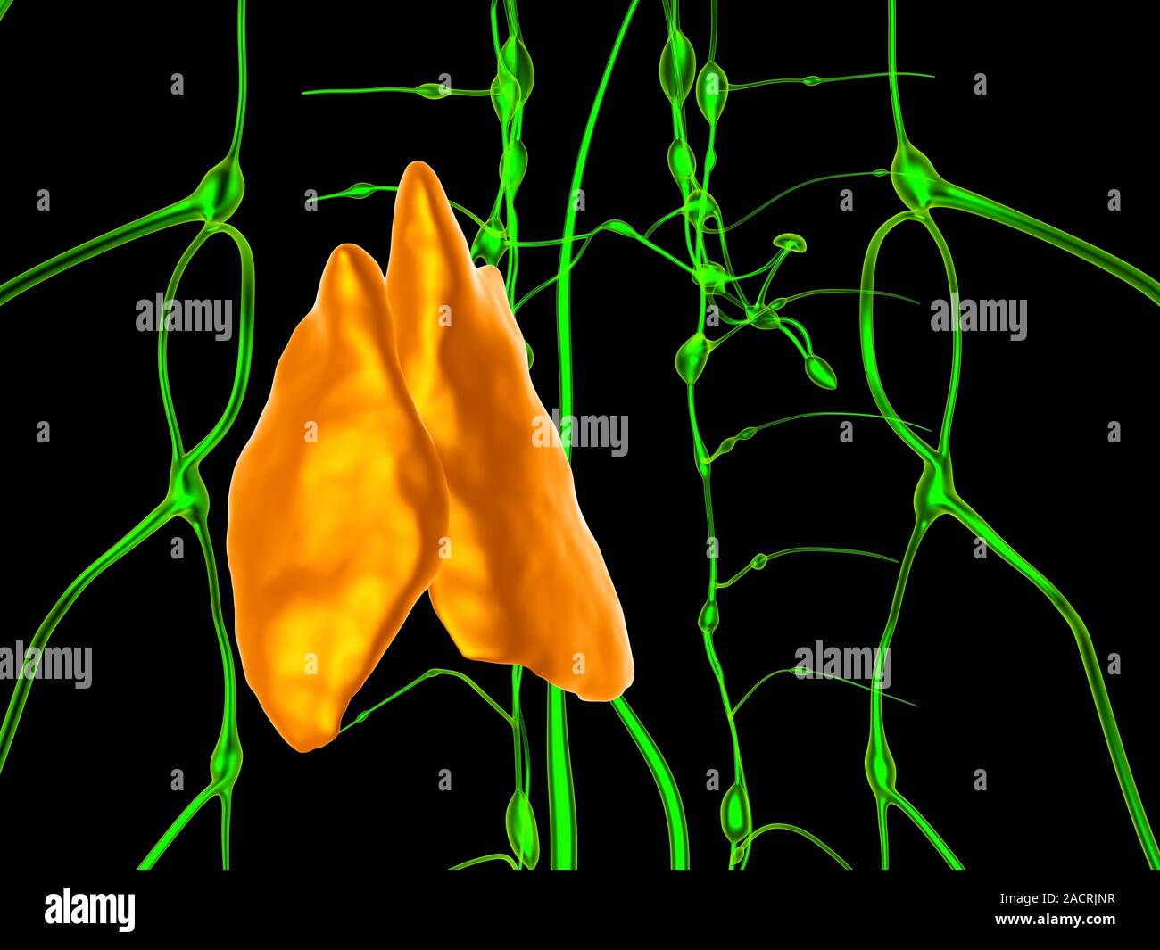 Thymus. Computer artwork of the butterfly shaped thymus endocrine gland ...