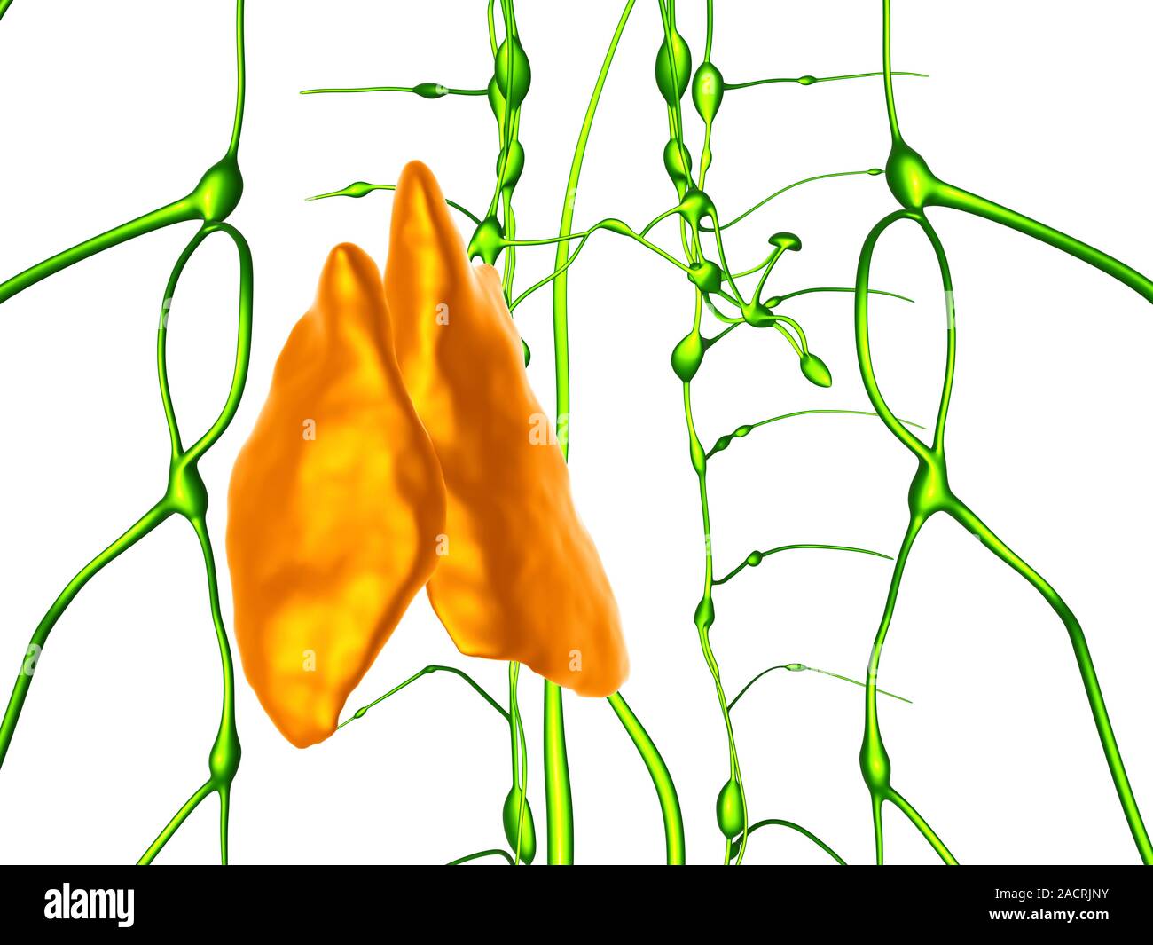 Thymus. Computer artwork of the butterfly shaped thymus endocrine gland ...