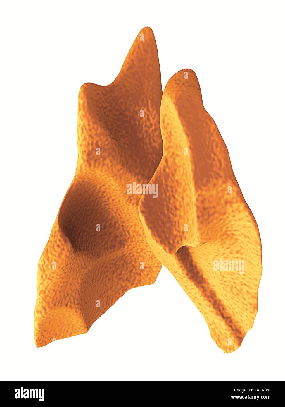 Thymus. Computer artwork of the butterfly shaped thymus endocrine gland ...