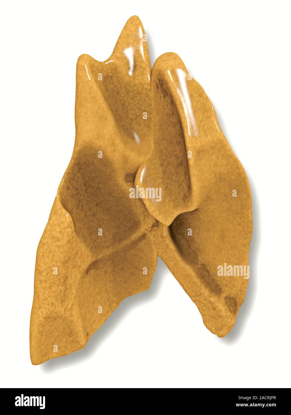 Thymus. Computer artwork of the butterfly shaped thymus endocrine gland ...