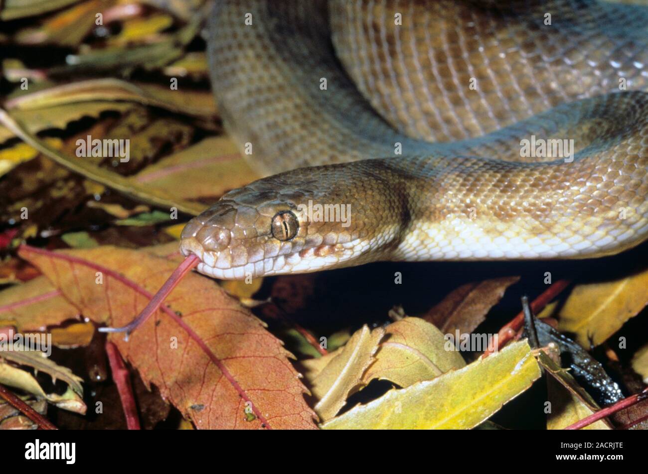 Children's python (Antaresia childreni) amongst leaf litter. This small ...