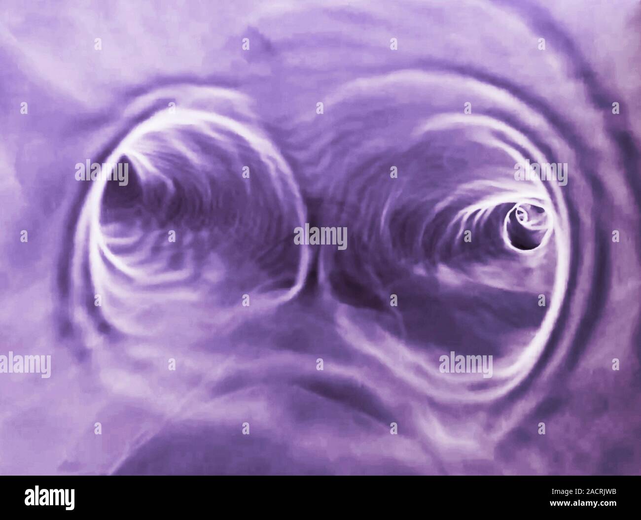Trachea. Coloured 3D computed tomography (CT) scan of the healthy ...