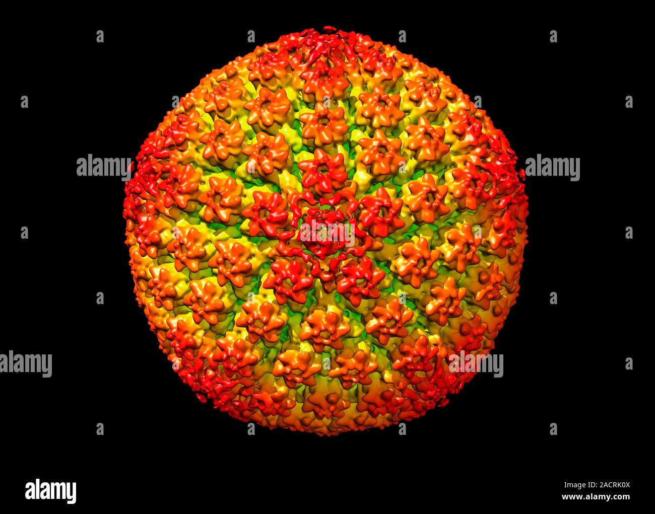 Herpes simplex virus core protein, molecular model. The core protein is ...