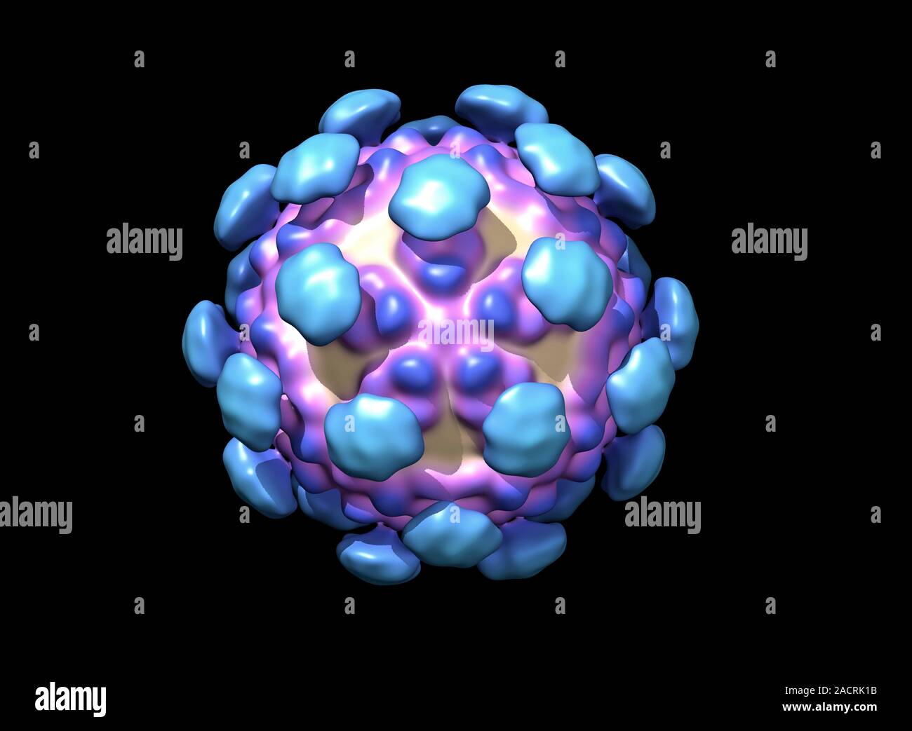 Astrovirus capsid, molecular model. This icosahedral virus was ...