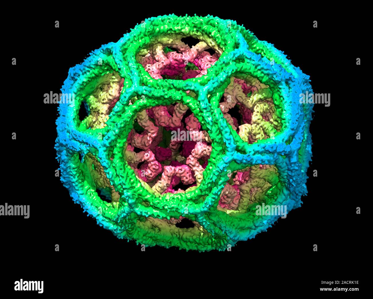 Clathrin lattice, molecular model. This polyhedral protein lattice ...